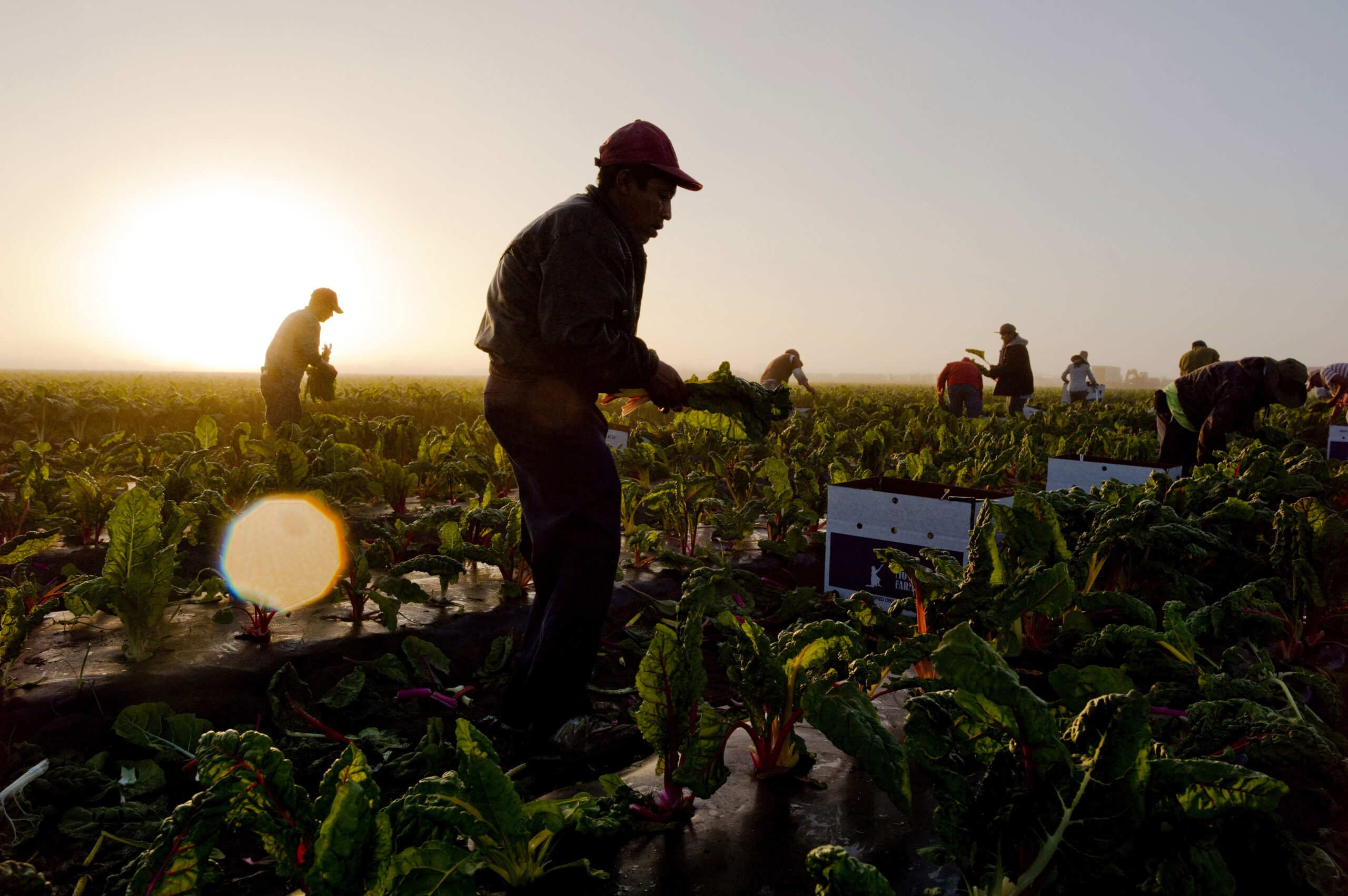 Organi019c Rising 2023 - Organic Rising