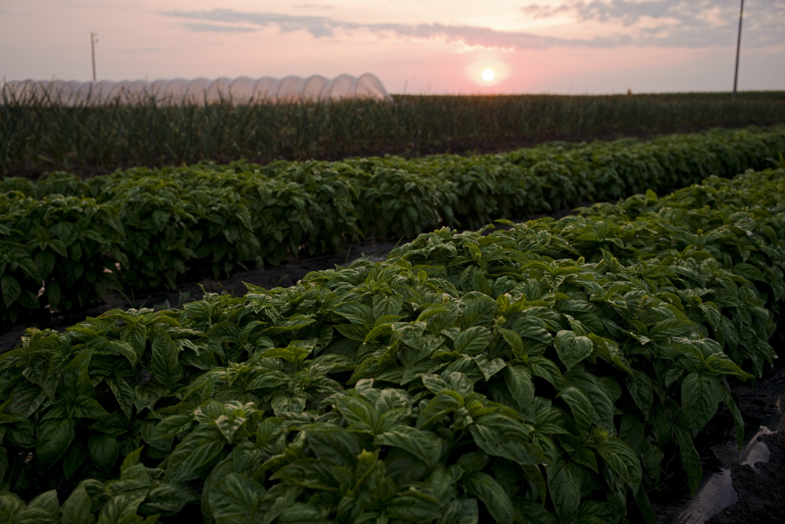 Organic Rising: Demystifying organic agriculture for the consumer.